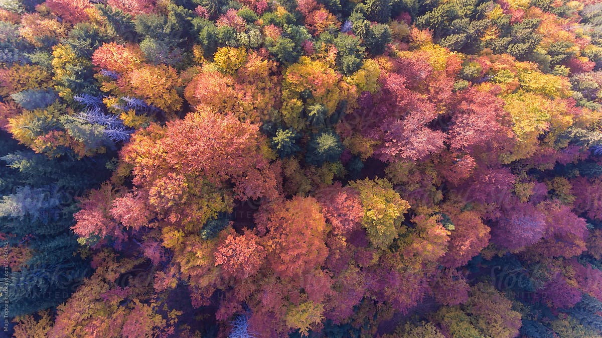 "Colourful Forest At Fall" by Stocksy Contributor "Maja Topcagic" - Stocksy