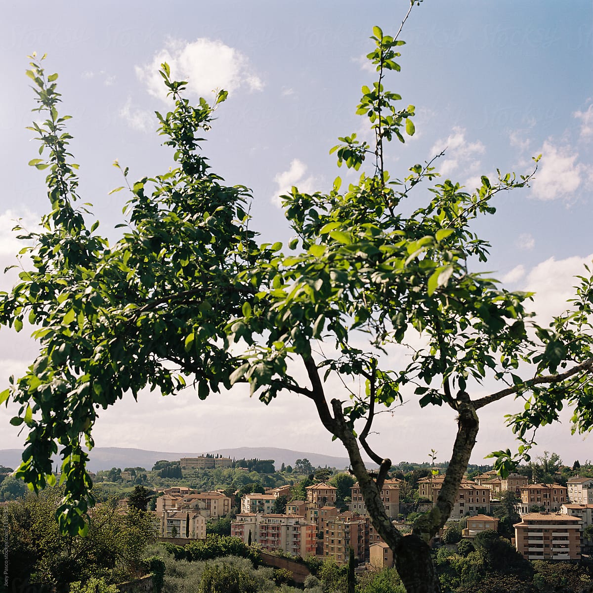 "A Tree With Branches Outstretched Frames Tuscan Hills In The Distance ...