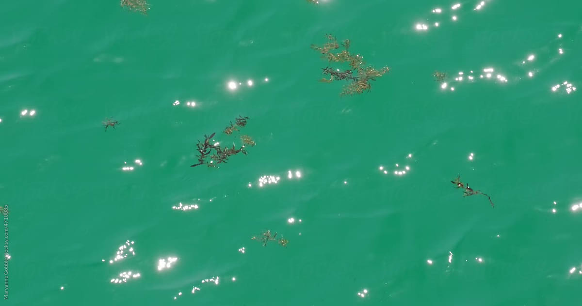 "Seaweed Ocean Surface" by Stocksy Contributor "Maryanne Gobble" - Stocksy