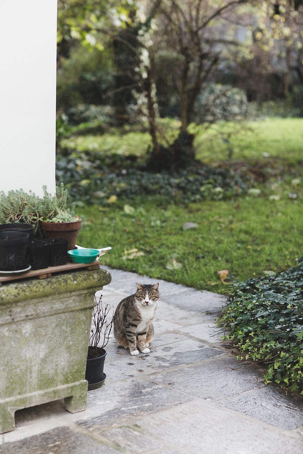 Wet Cat Rain