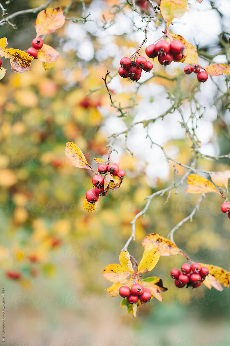 "Autumn Berries" by Stocksy Contributor "Helen Rushbrook" - Stocksy