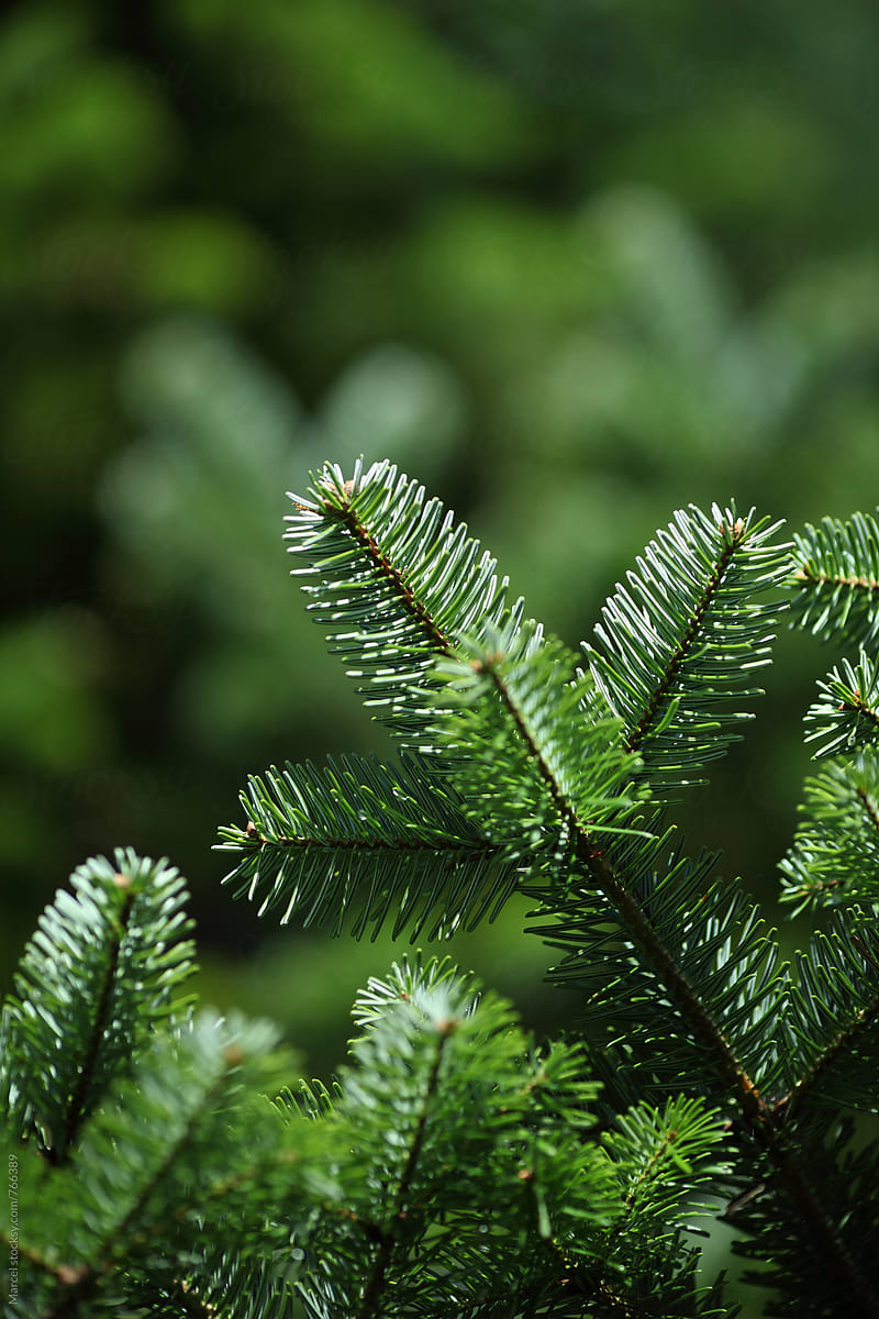 "Christmas Tree Branch Close Up" by Stocksy Contributor "Marcel" - Stocksy