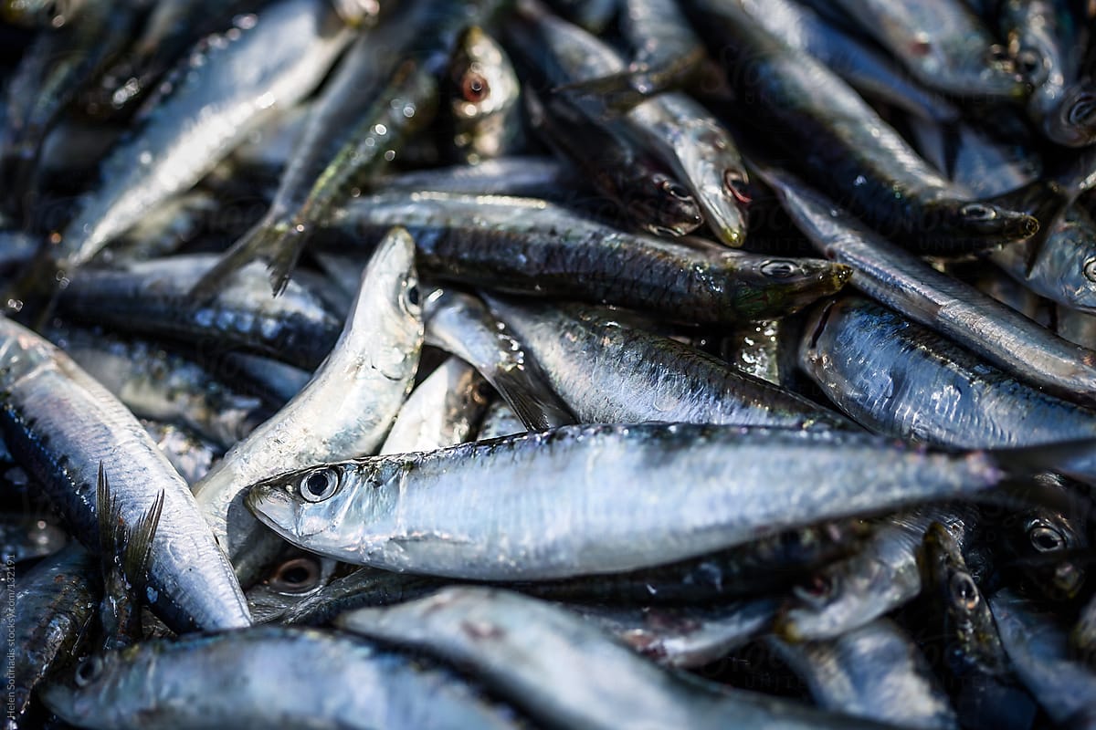 "Sardines At The Market" by Stocksy Contributor "Helen Sotiriadis ...
