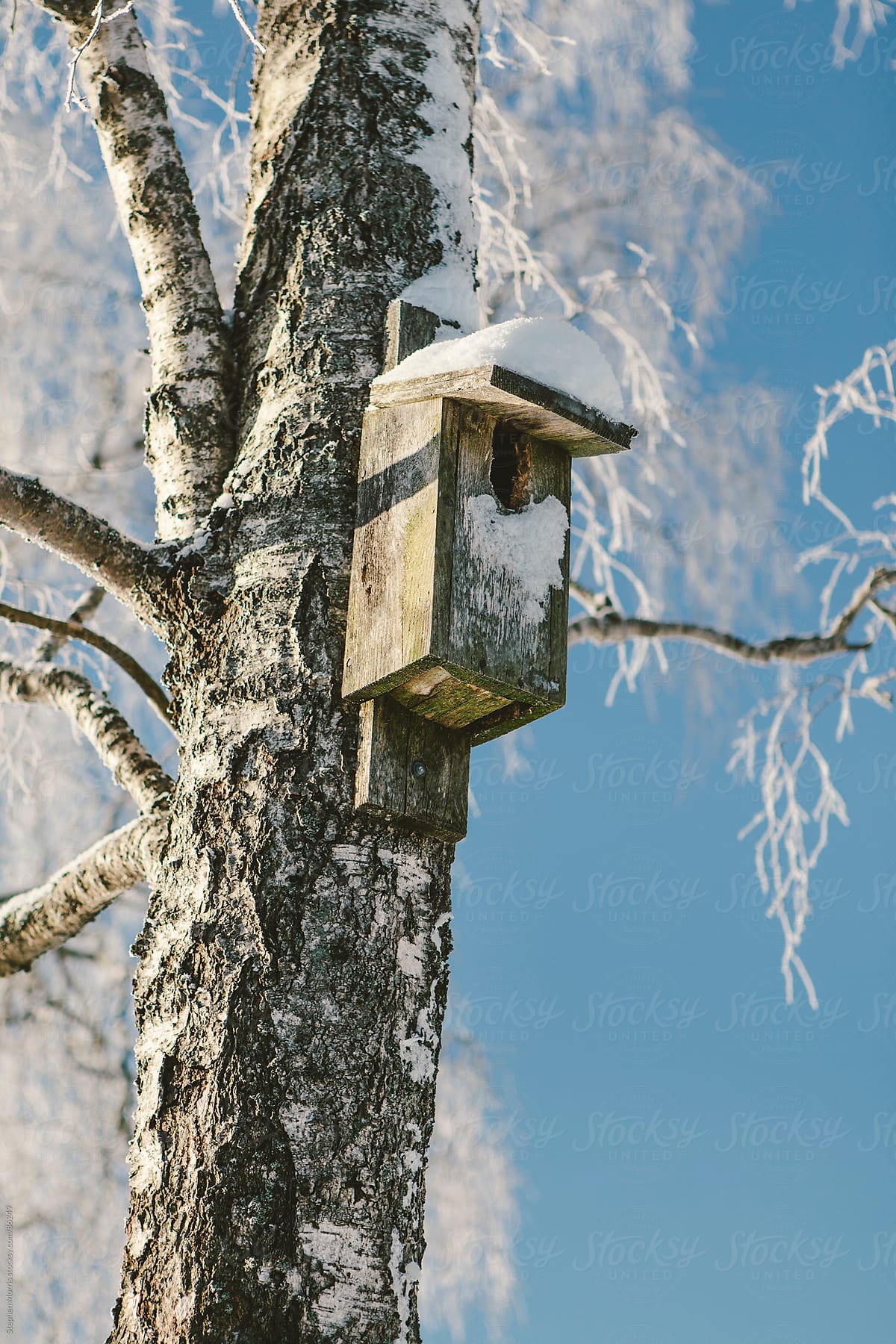 "Snowy Tree With Bird House" by Stocksy Contributor "Stephen Morris ...