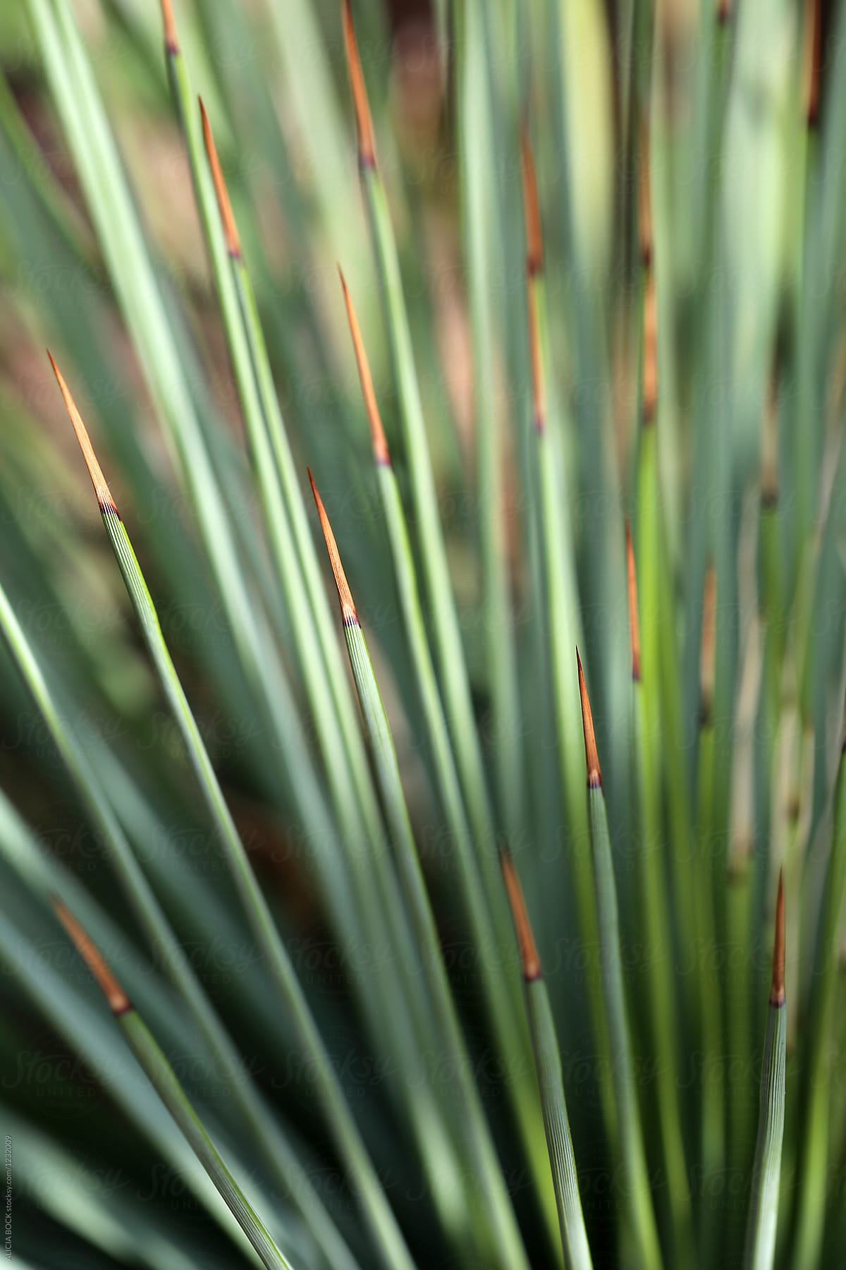 "Close Up Of Thin Sharp Cactus Leaves" by Stocksy Contributor "ALICIA ...