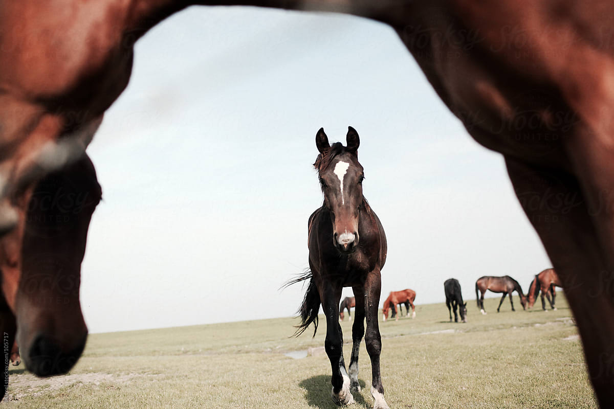 "Brown Horses In An Open Field" by Stocksy Contributor "Marcel" - Stocksy