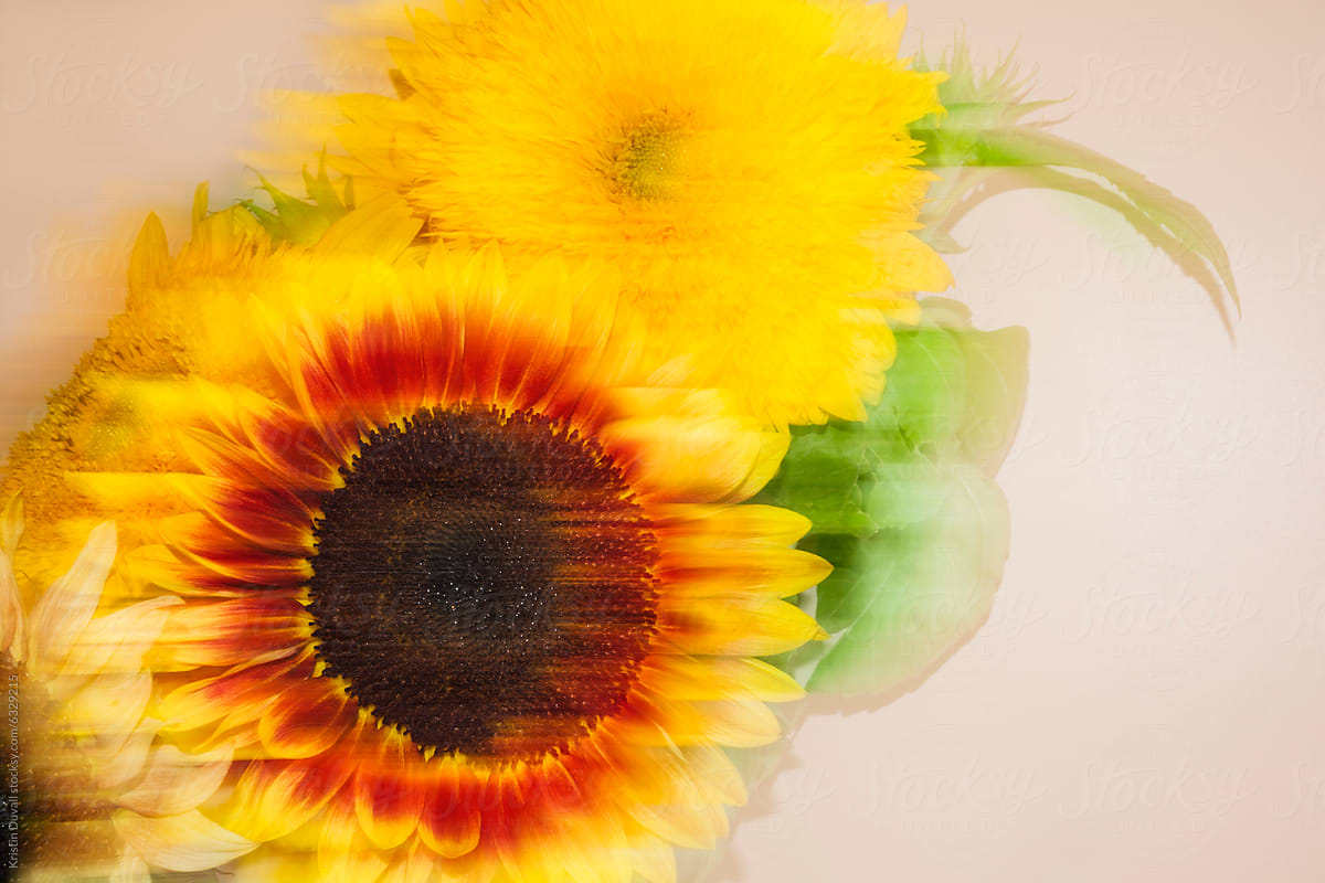 "Sunflowers In Motion" by Stocksy Contributor "Kristin Duvall" - Stocksy