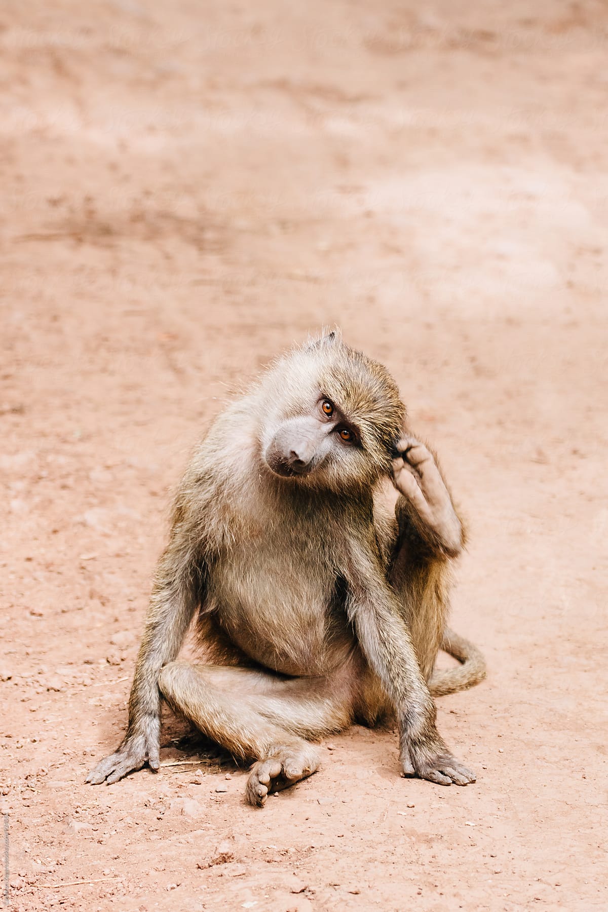 "Young Baboon Scratching Ear With Foot" by Stocksy Contributor "Cameron ...