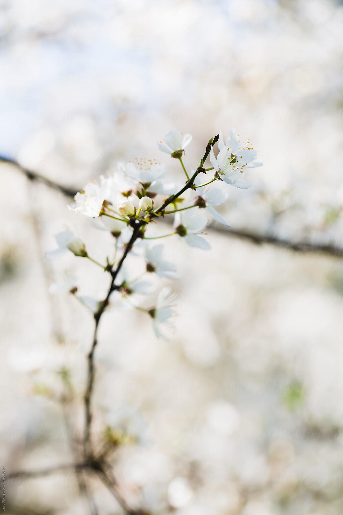 "Close Up Of Flowered Wild Plum Branch On Tree" by Stocksy Contributor ...