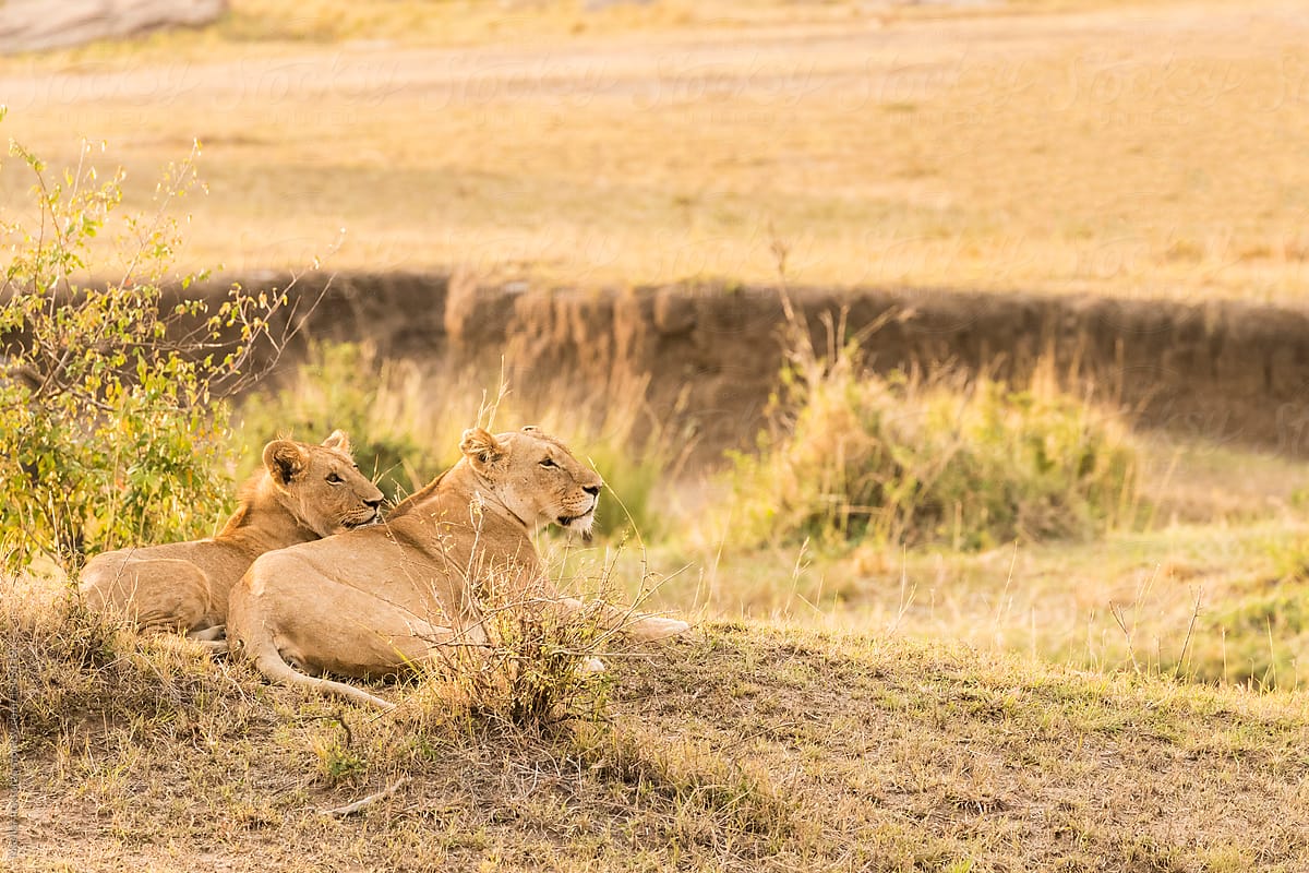 "Two Lioness Resting" by Stocksy Contributor "Marilar Irastorza" - Stocksy