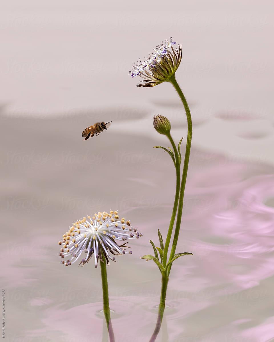 "Bee Flying To Pincushion Flower And Bud" by Stocksy Contributor ...