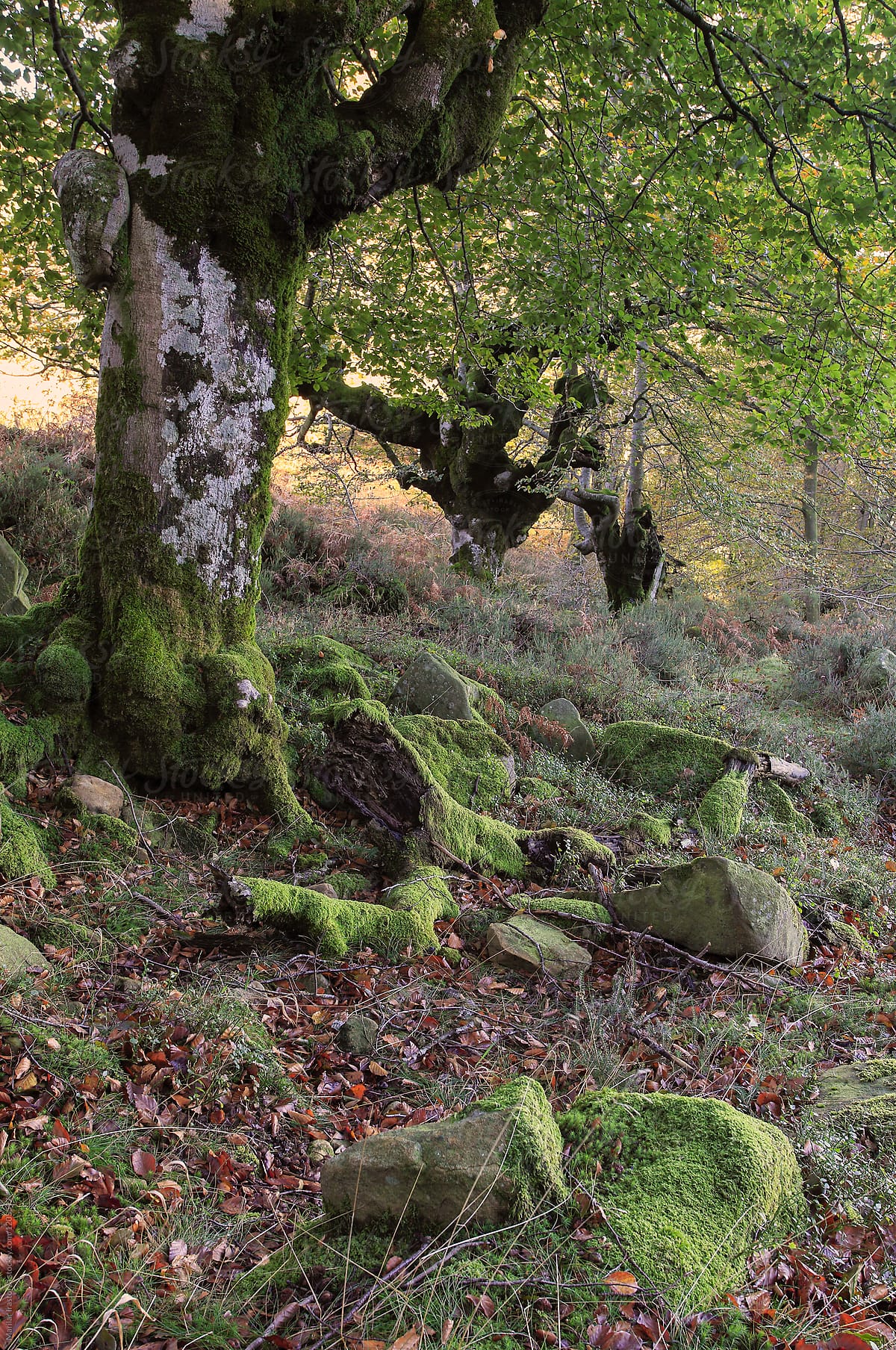 "Beautiful Light Enters The Forest" by Stocksy Contributor "Marilar ...