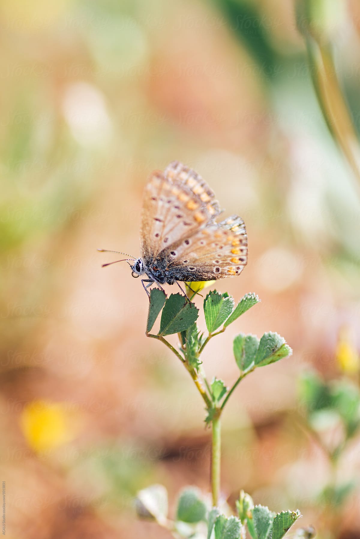 "Butterfly Perched On A Plant" by Stocksy Contributor "ACALU Studio ...