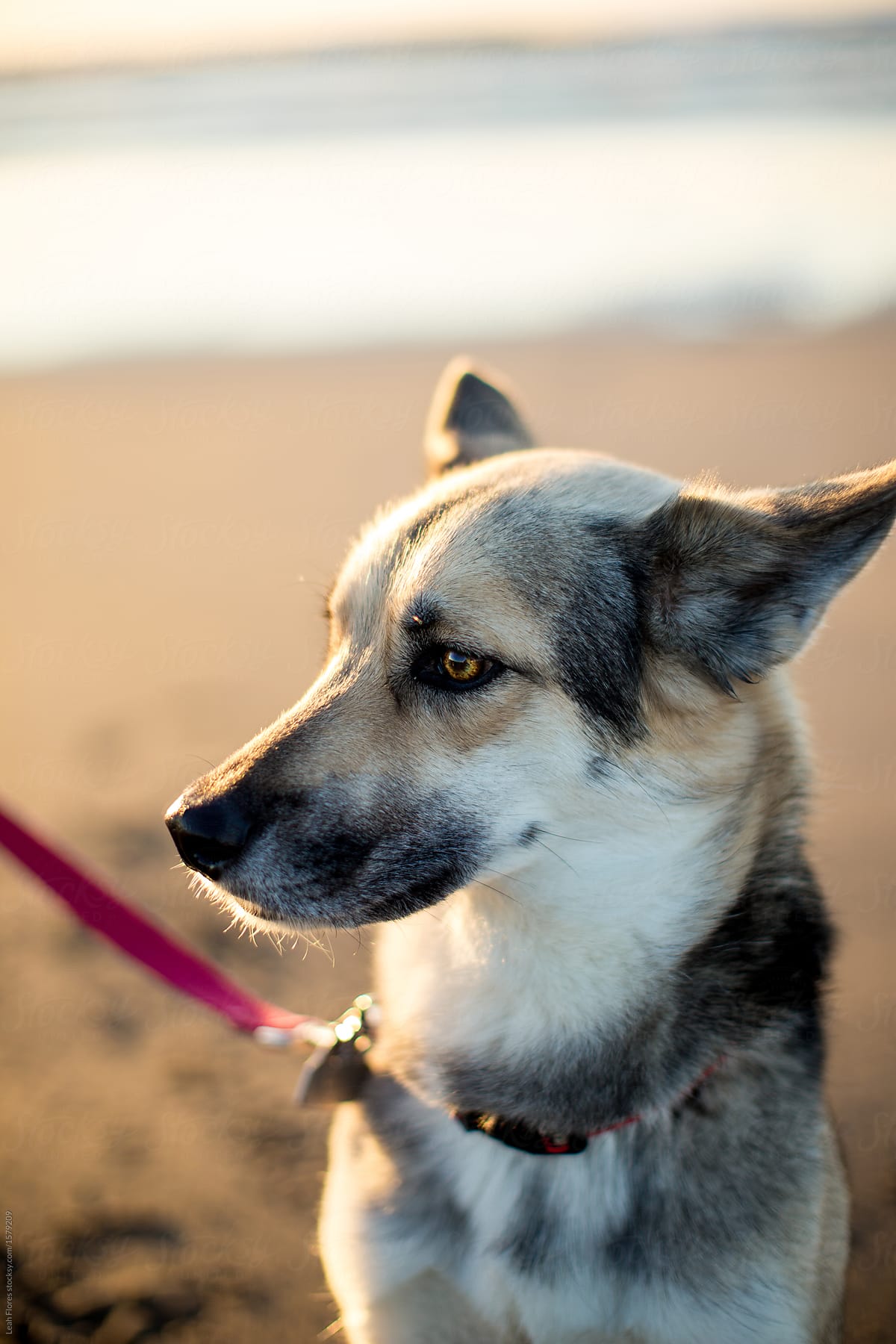 "Portrait Of Mixed Breed Dog On Beach" by Stocksy Contributor "Leah ...