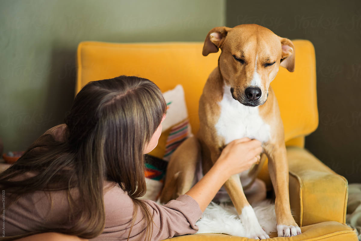 "Smiling Dog Sitting In Chair Being Pet." by Stocksy Contributor "Kate ...