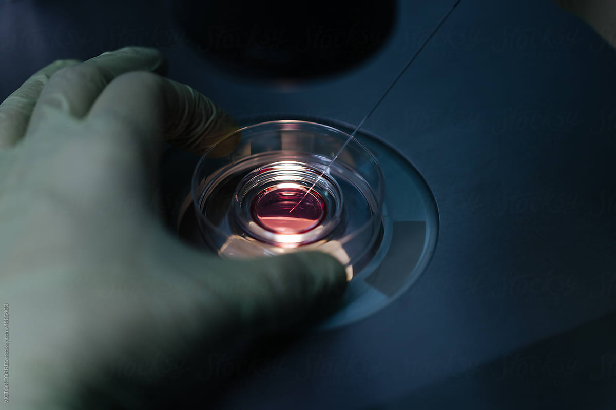 "IVF Procedure In Petri Dish In Lab" by Stocksy Contributor "VICTOR ...