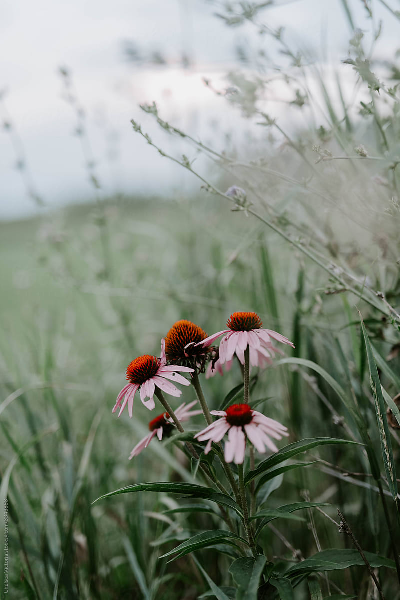 "Wildflowers Growing In A Country Field" by Stocksy Contributor ...