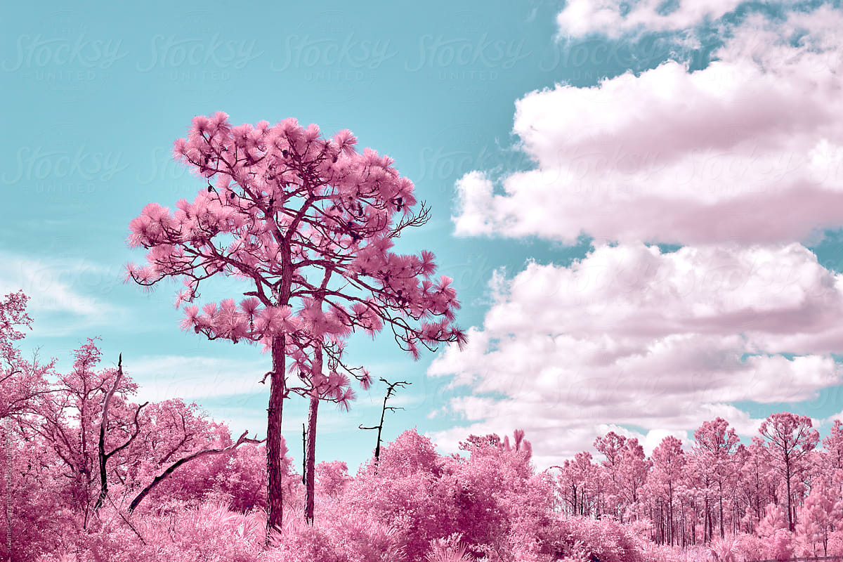 "Infrared Sand Pines And Florida Scrub" by Stocksy Contributor "SKC ...