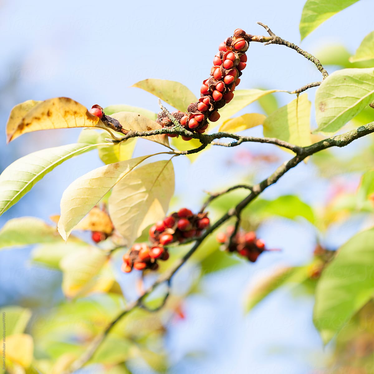 "Red Berries On A Branch" by Stocksy Contributor "Robert Kohlhuber ...