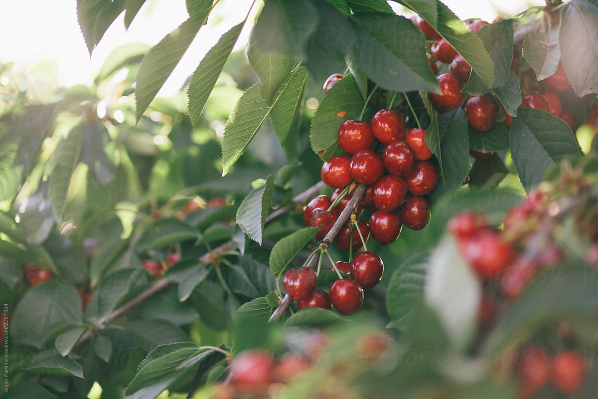 "Details Of A Cherry Trees" by Stocksy Contributor "Pardina Studio x ...