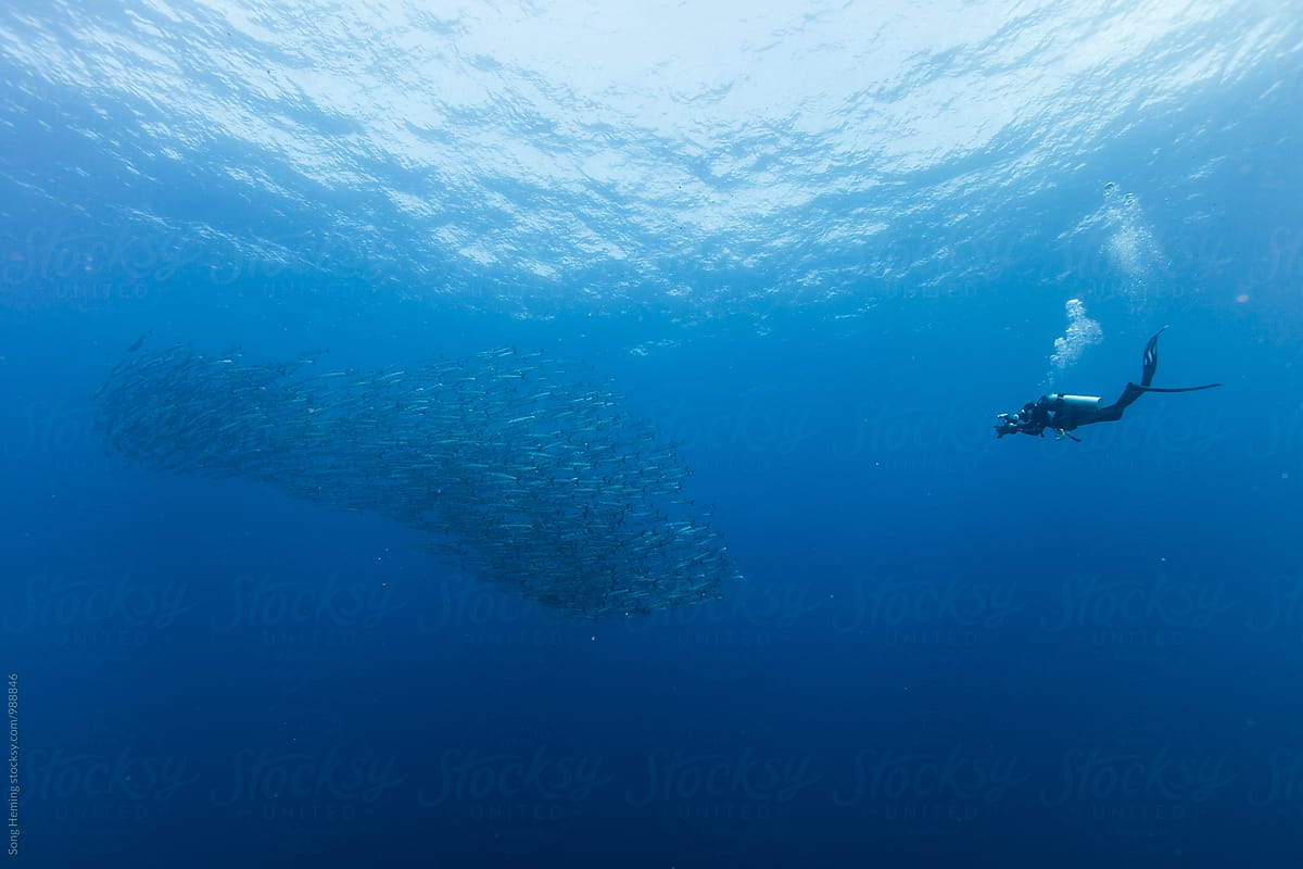 "Diving With School Of Barracuda" by Stocksy Contributor "Song Heming ...