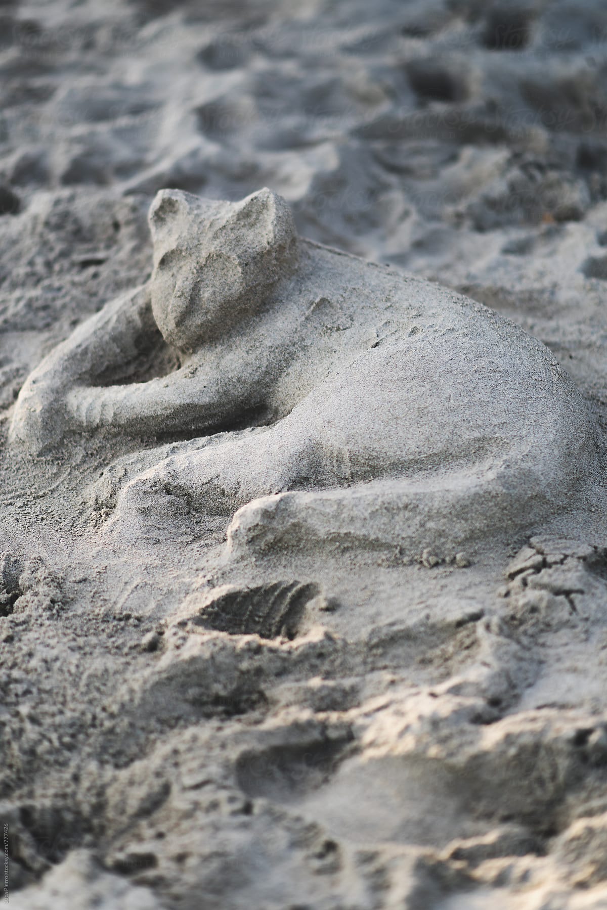 "Sandy Cat On The Beach" by Stocksy Contributor "Sky-Blue Creative ...