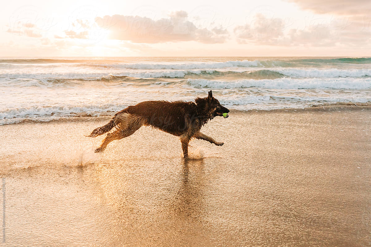 "German Shepherd Dog Running" by Stocksy Contributor "Samantha Gehrmann ...