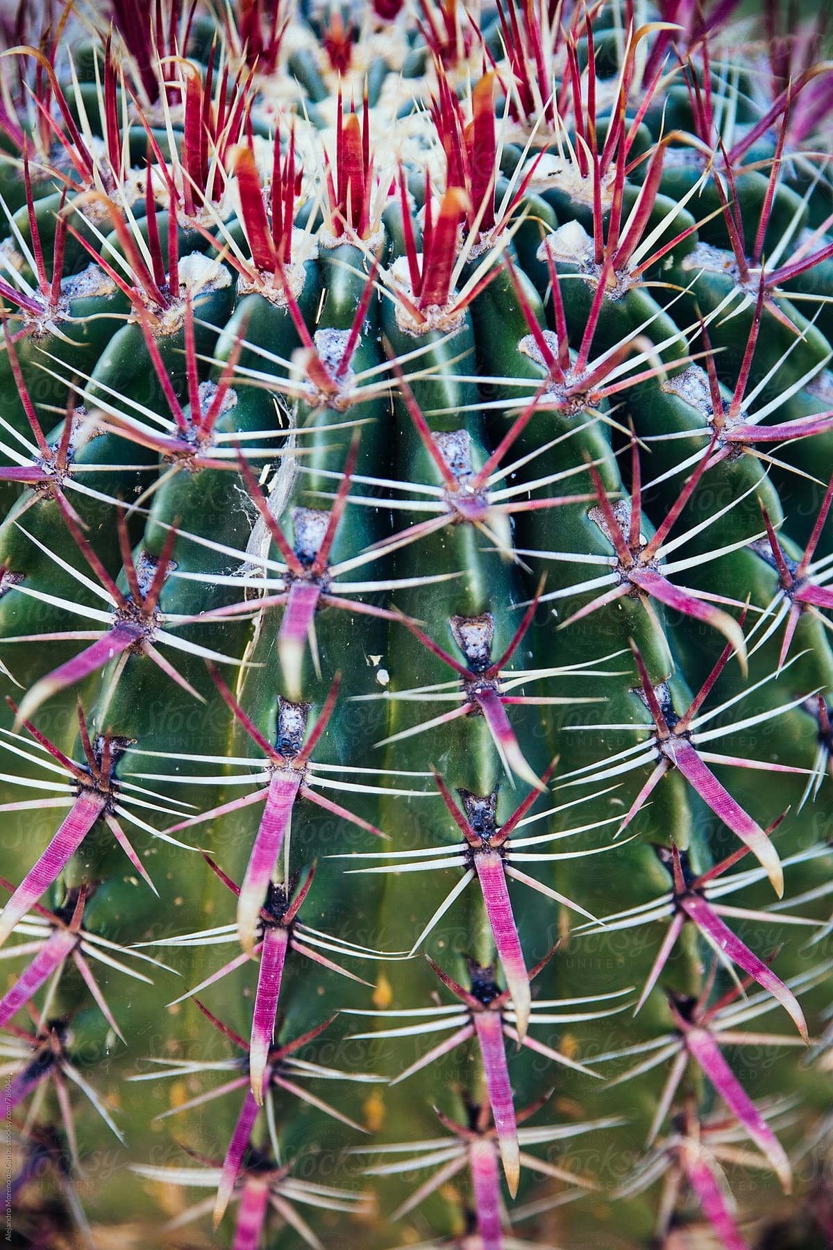 "Close Up Of A Beautiful Cactus Flower Starting To Blossom" by Stocksy ...