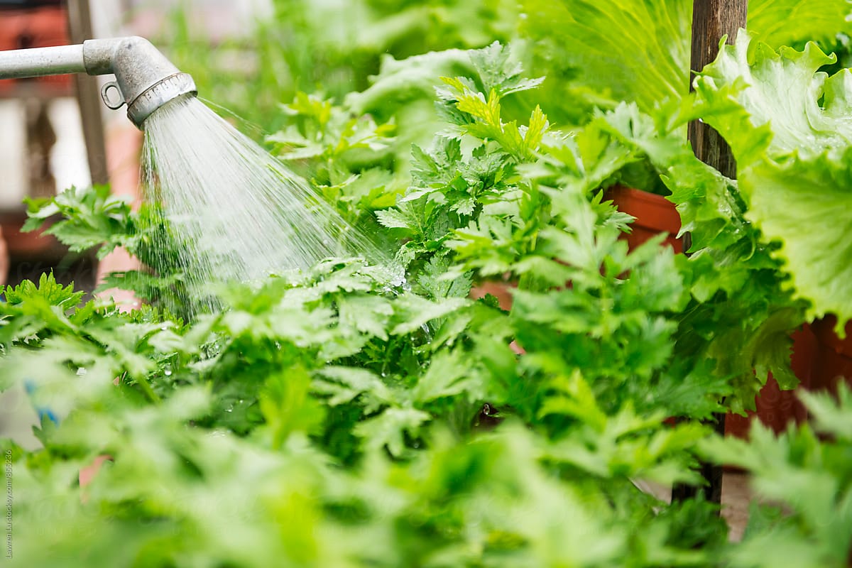"Watering Healthy Green Leaf Vegetables Using Watering Hose At Ga" by ...
