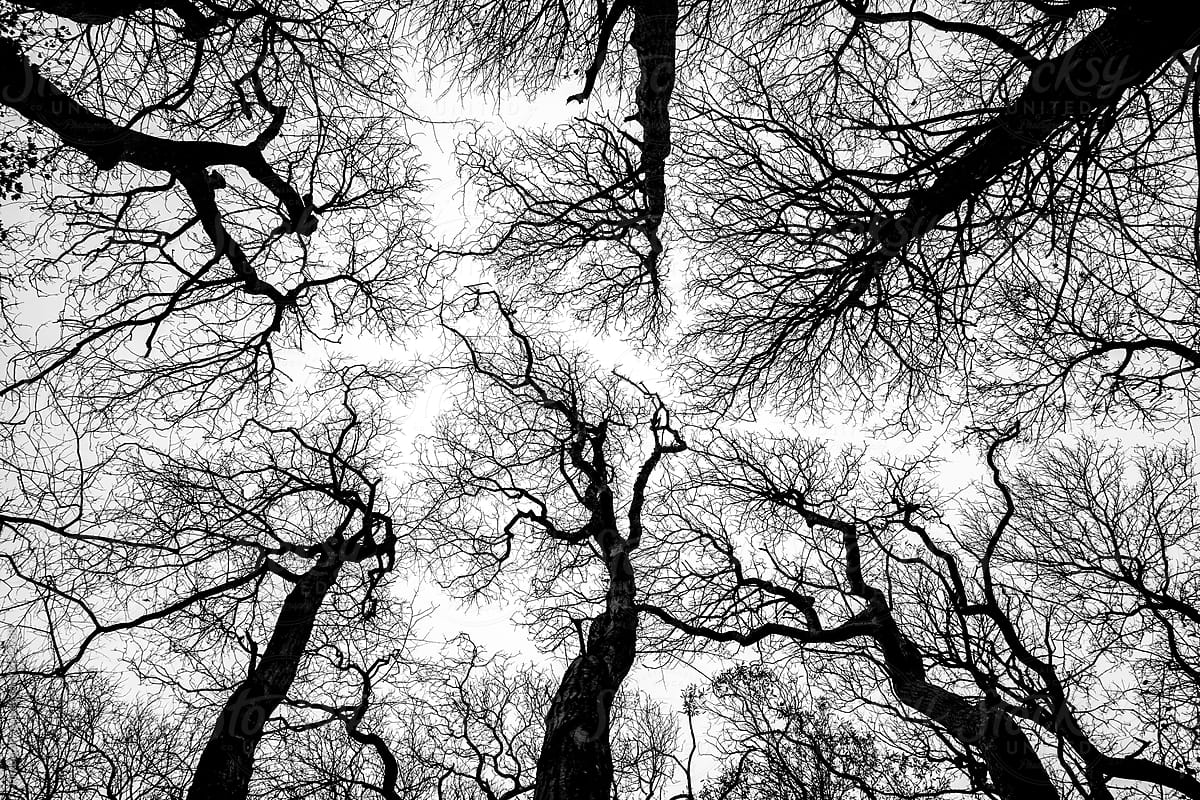 "Looking Up Into The Dark Branches Of A Stand Of Trees." by Stocksy ...
