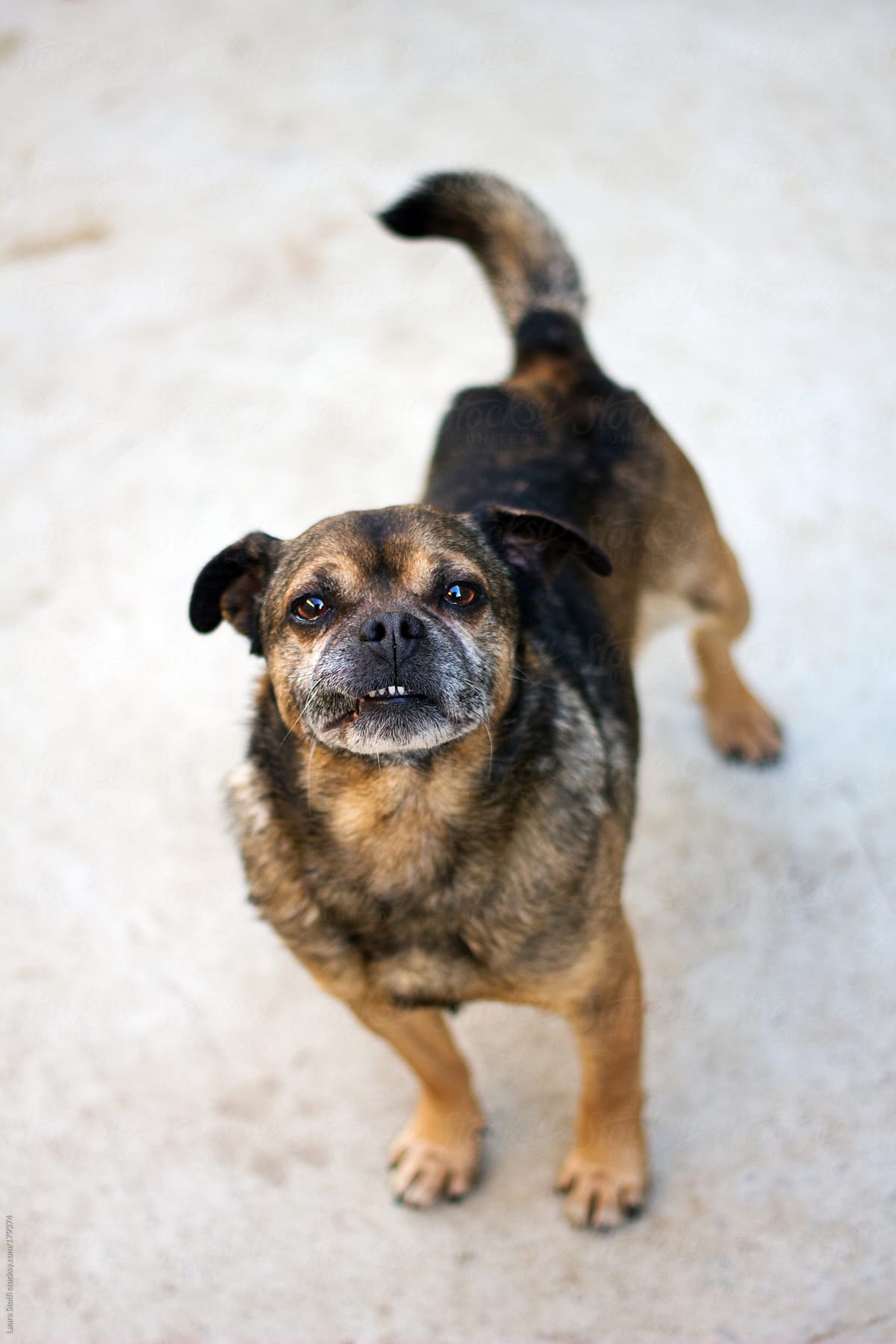 "Old Dog Showing His Twisted Teeth" by Stocksy Contributor "Laura ...