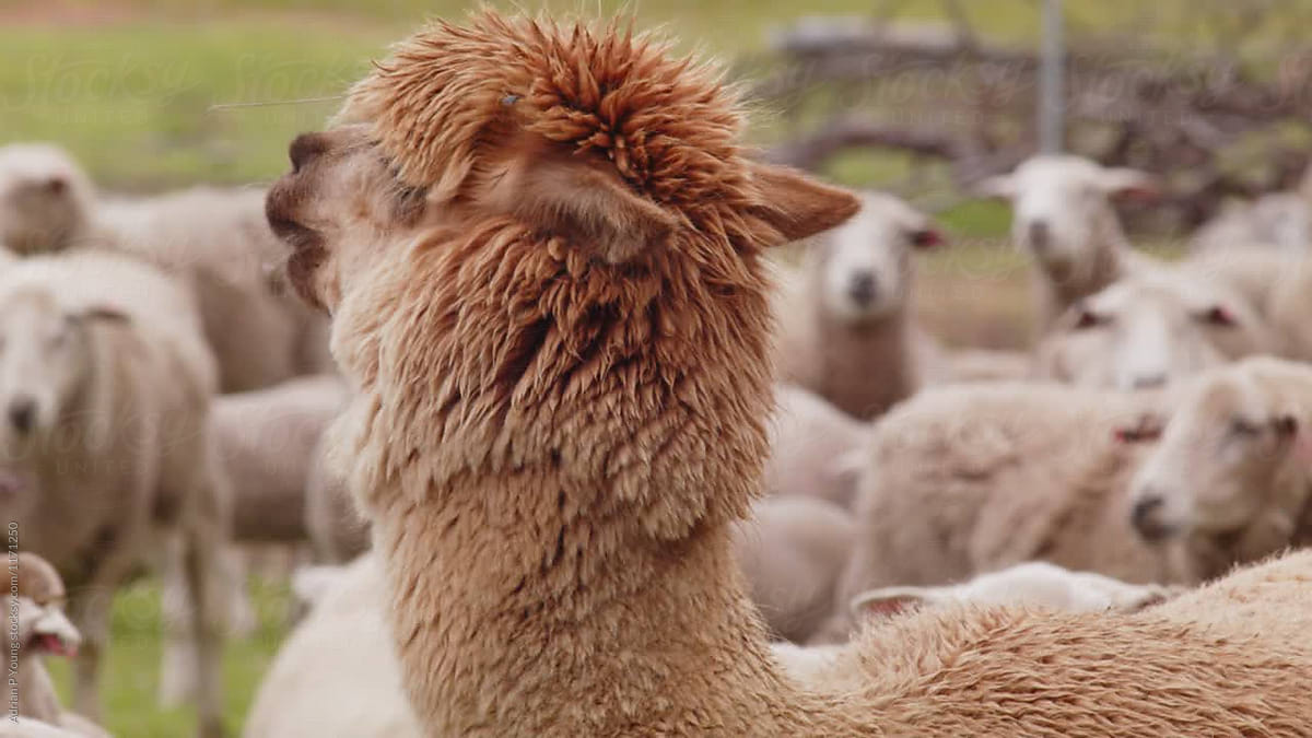 "Alpaca Turning To Look At The Camera" by Stocksy Contributor "Adrian P ...