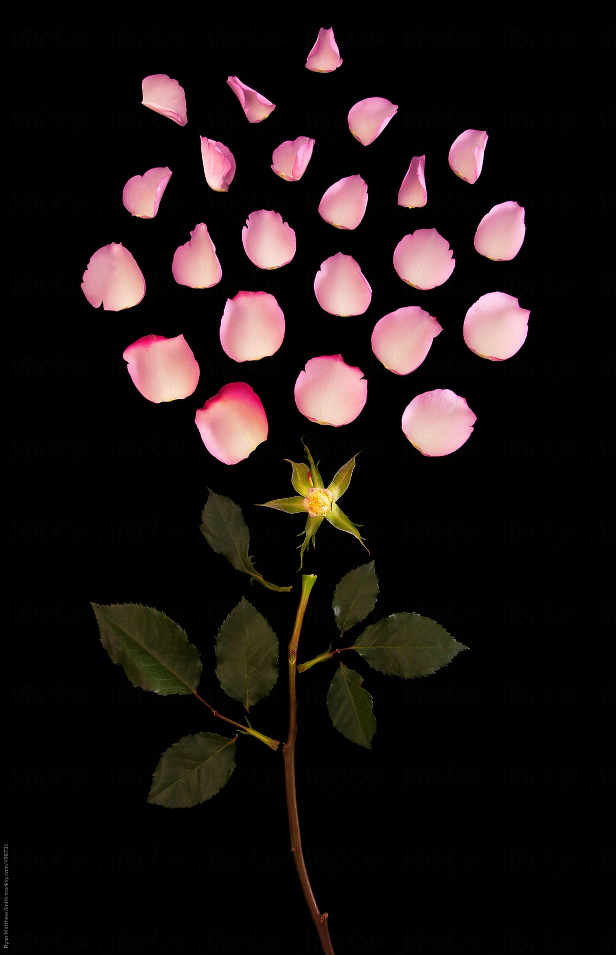 "Exploded View Rose" by Stocksy Contributor "Ryan Matthew Smith" - Stocksy