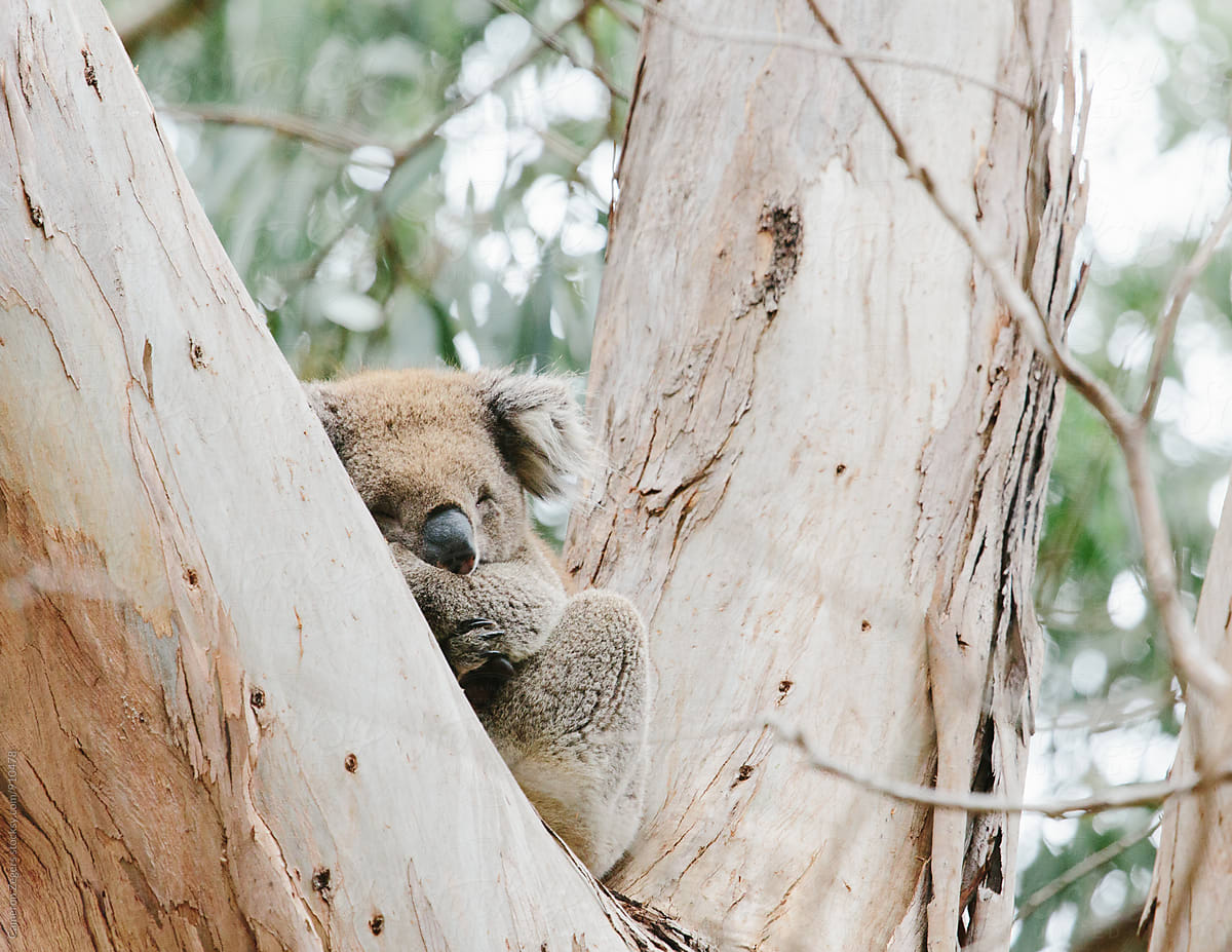"Koala In Eucalyptus Tree" by Stocksy Contributor "Cameron Zegers ...