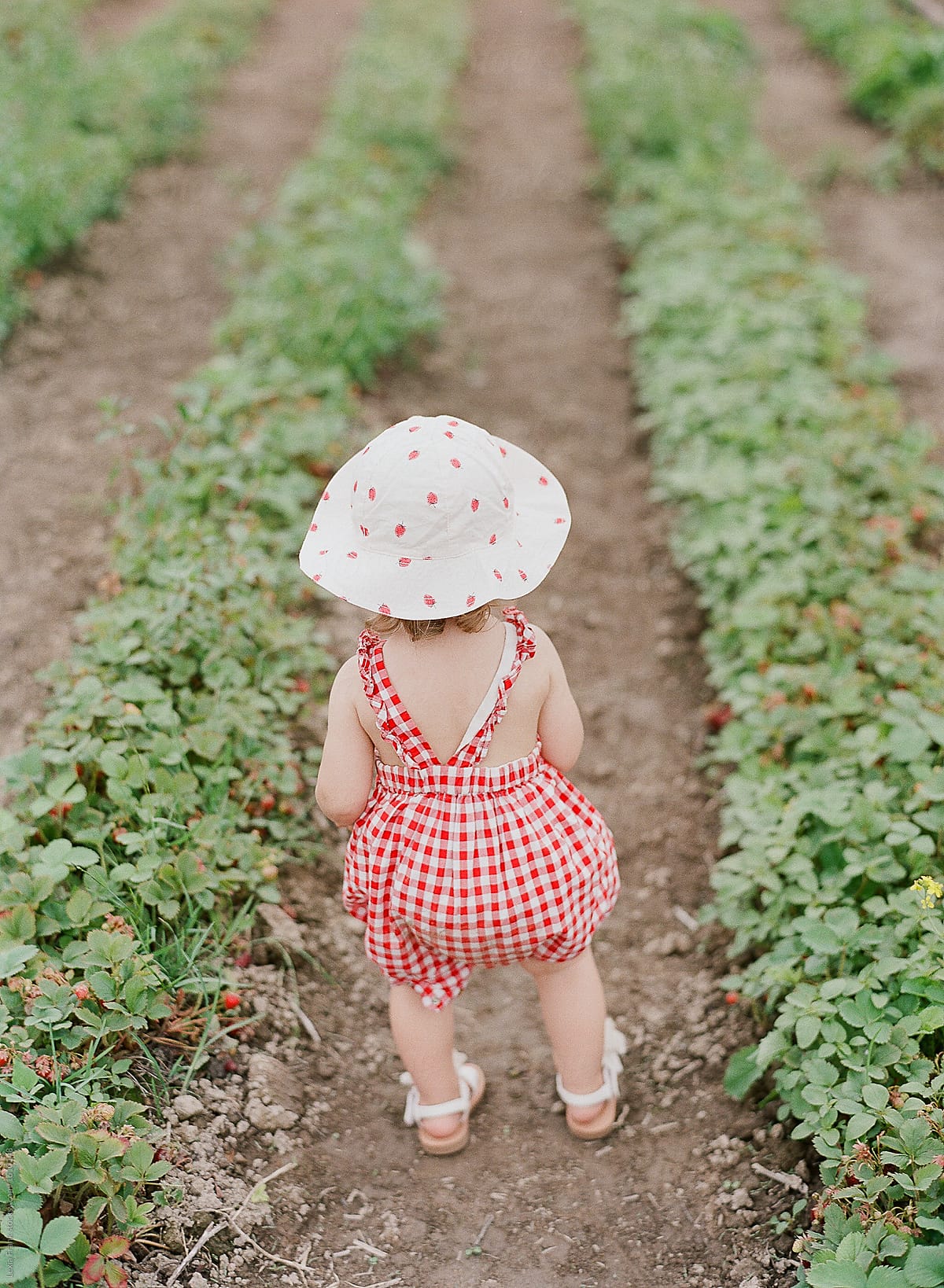 "Toddler Picking Strawberries At A Farm" by Stocksy Contributor "Lexia ...