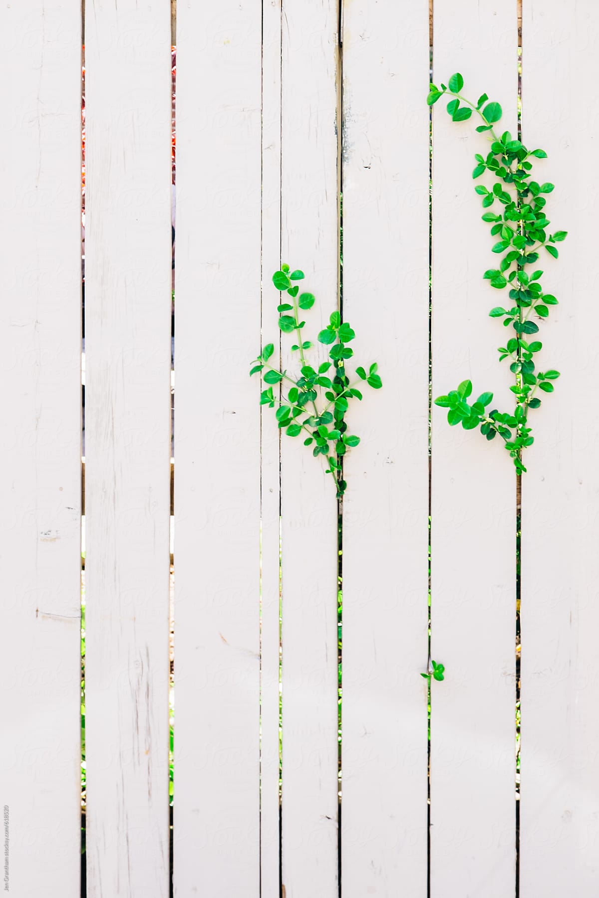"Vines Creeping Through A Fence" by Stocksy Contributor "Jen Grantham ...