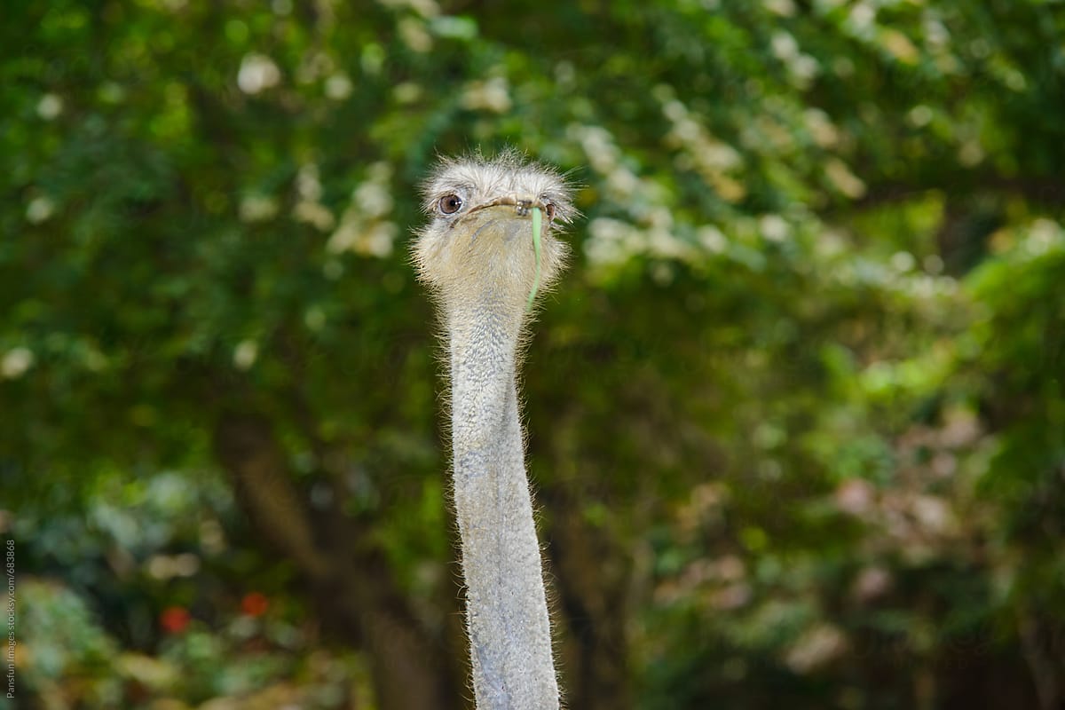 "Ostrich Bird" by Stocksy Contributor "Pansfun Images" - Stocksy