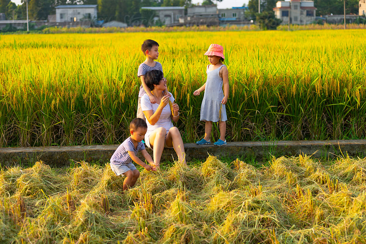 "Happy Asian Family In The Rice Field" by Stocksy Contributor "Bo Bo ...