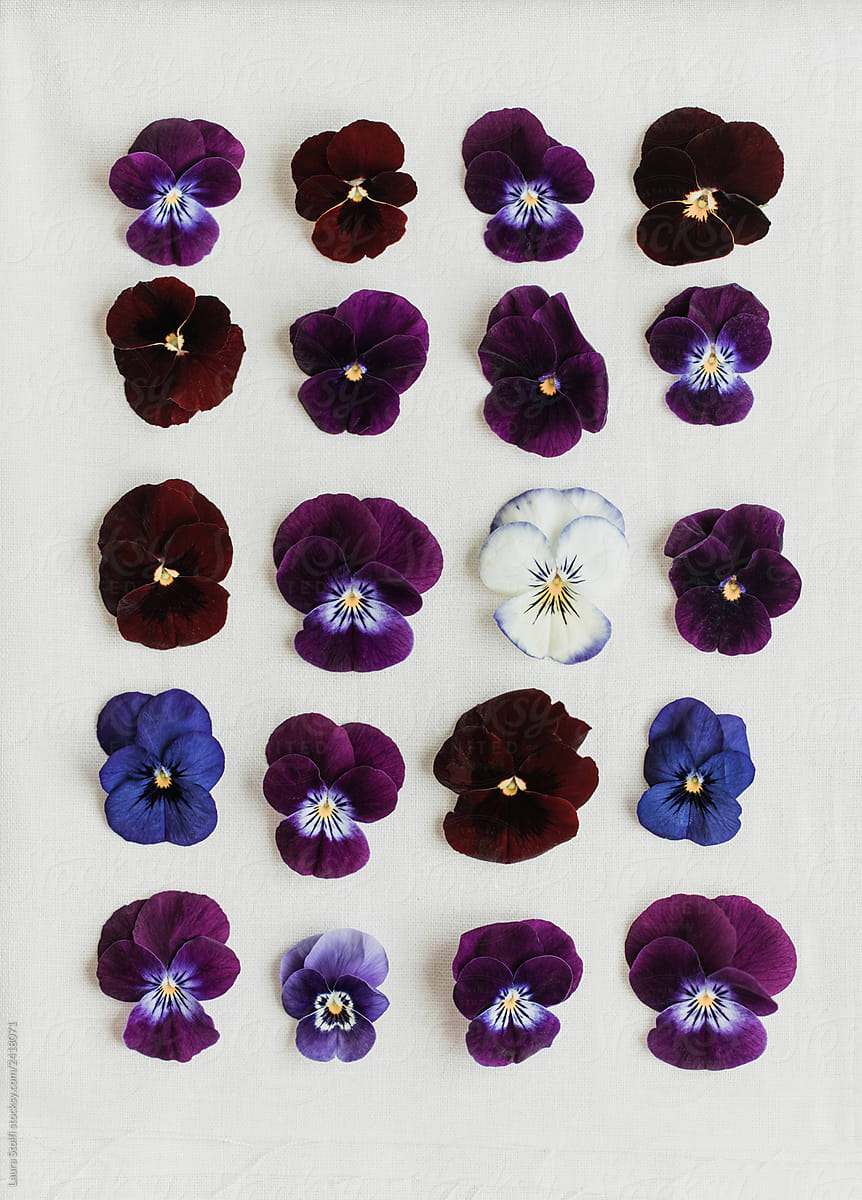 "Rows Of Dark Pansies With One White Pansy" by Stocksy Contributor ...