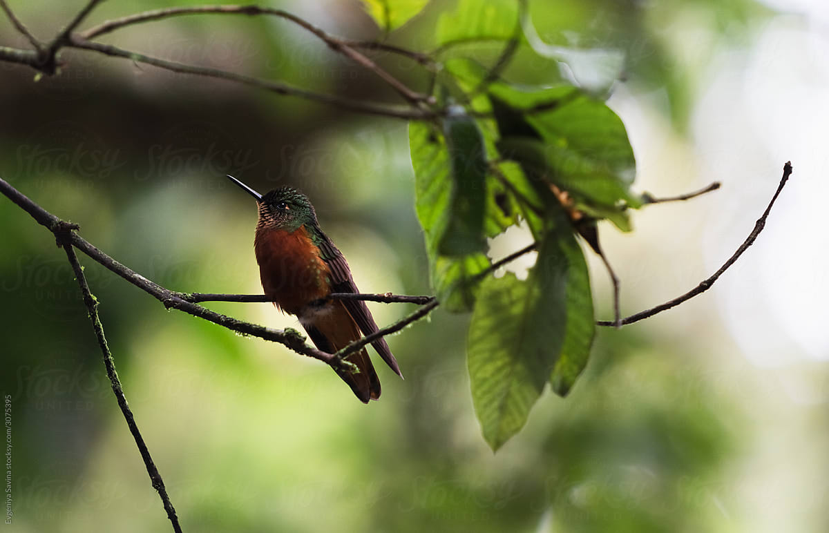 "An Emerald Hummingbird Sitting On A Tree Branch" by Stocksy ...