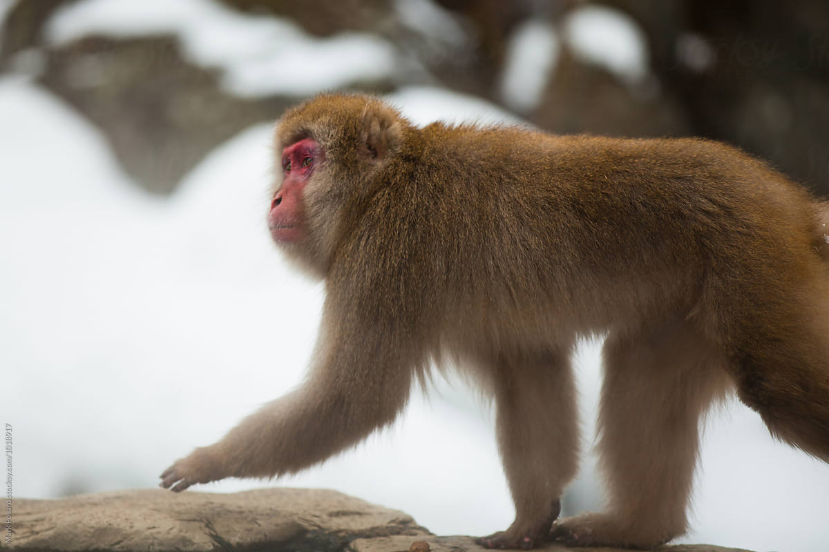 "Portrait Of A Macaque Walking" by Stocksy Contributor "Mark Pollard ...
