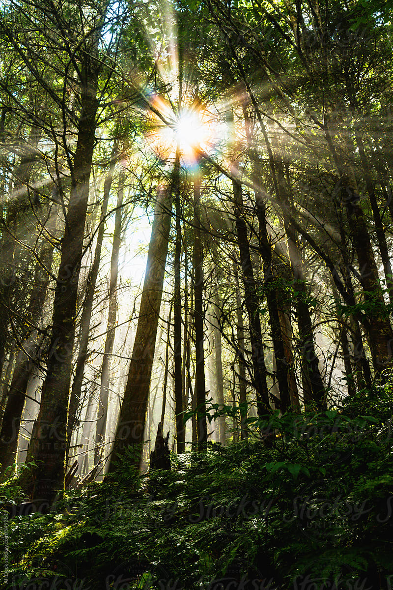 "Sunburst Through Forest" by Stocksy Contributor "Ali Deck" - Stocksy