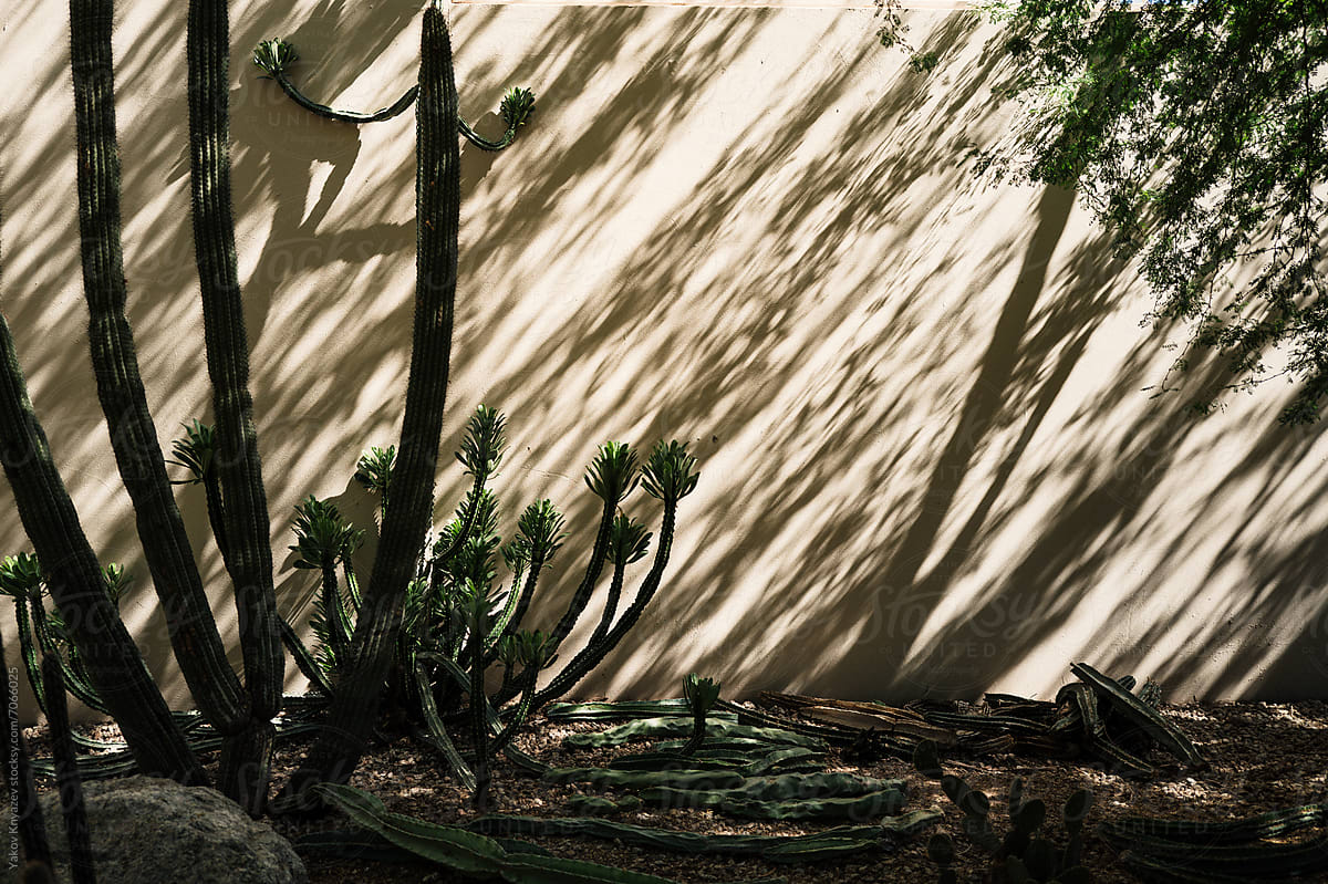 "Cactus Shadows On Wall" by Stocksy Contributor "Yakov Knyazev" - Stocksy