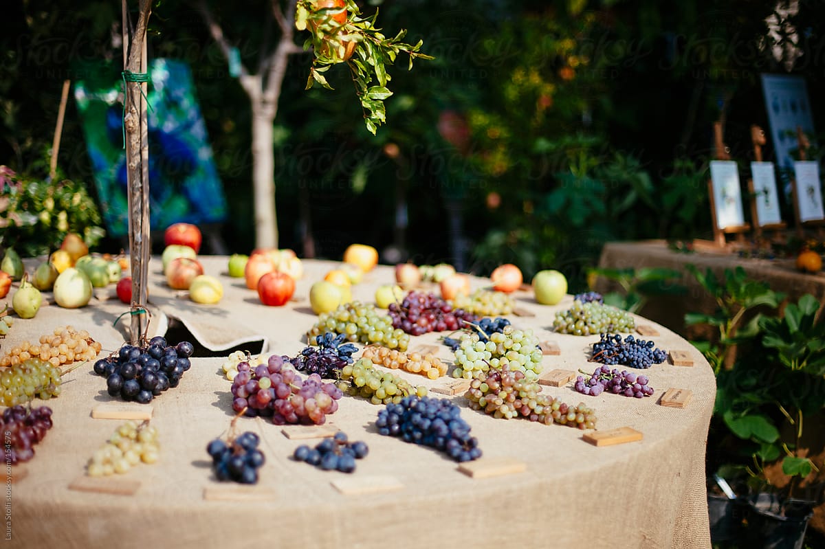 "Different Kinds Of Grape At Rare Fruits And Wine Fair In Italy" by ...
