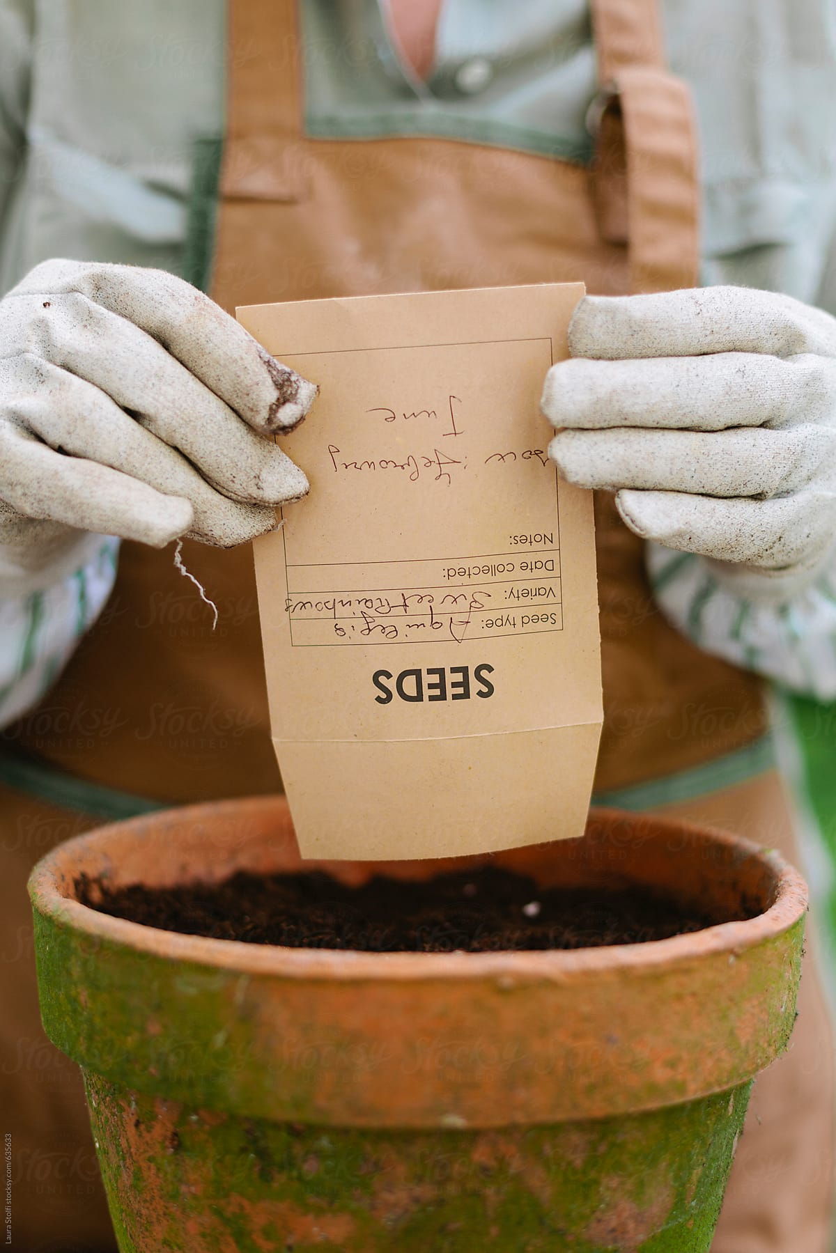 "Spreading Seeds In Pot Close-up" by Stocksy Contributor "Laura Stolfi ...