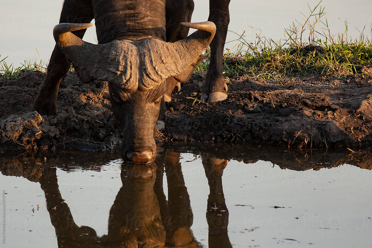 "A Buffalo Drinking With Reflection, Botswana, Africa" by Stocksy ...