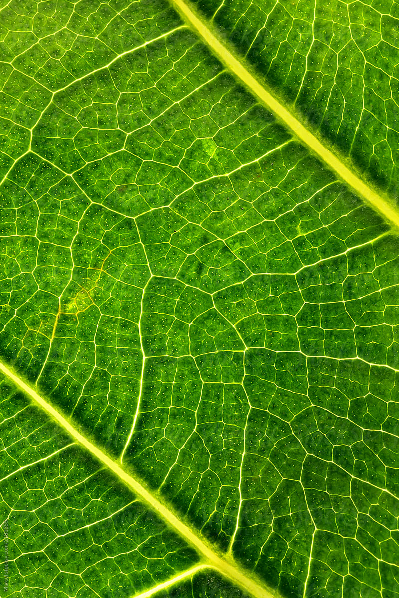 "Macro Of A Green Ficus Leaf" by Stocksy Contributor "Marcel" - Stocksy
