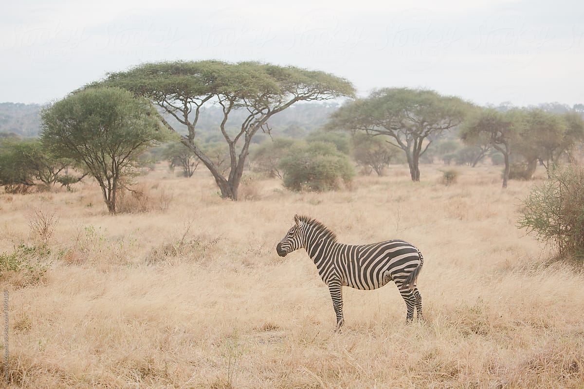 "Zebra And Acacia Trees" by Stocksy Contributor "Cameron Zegers" - Stocksy