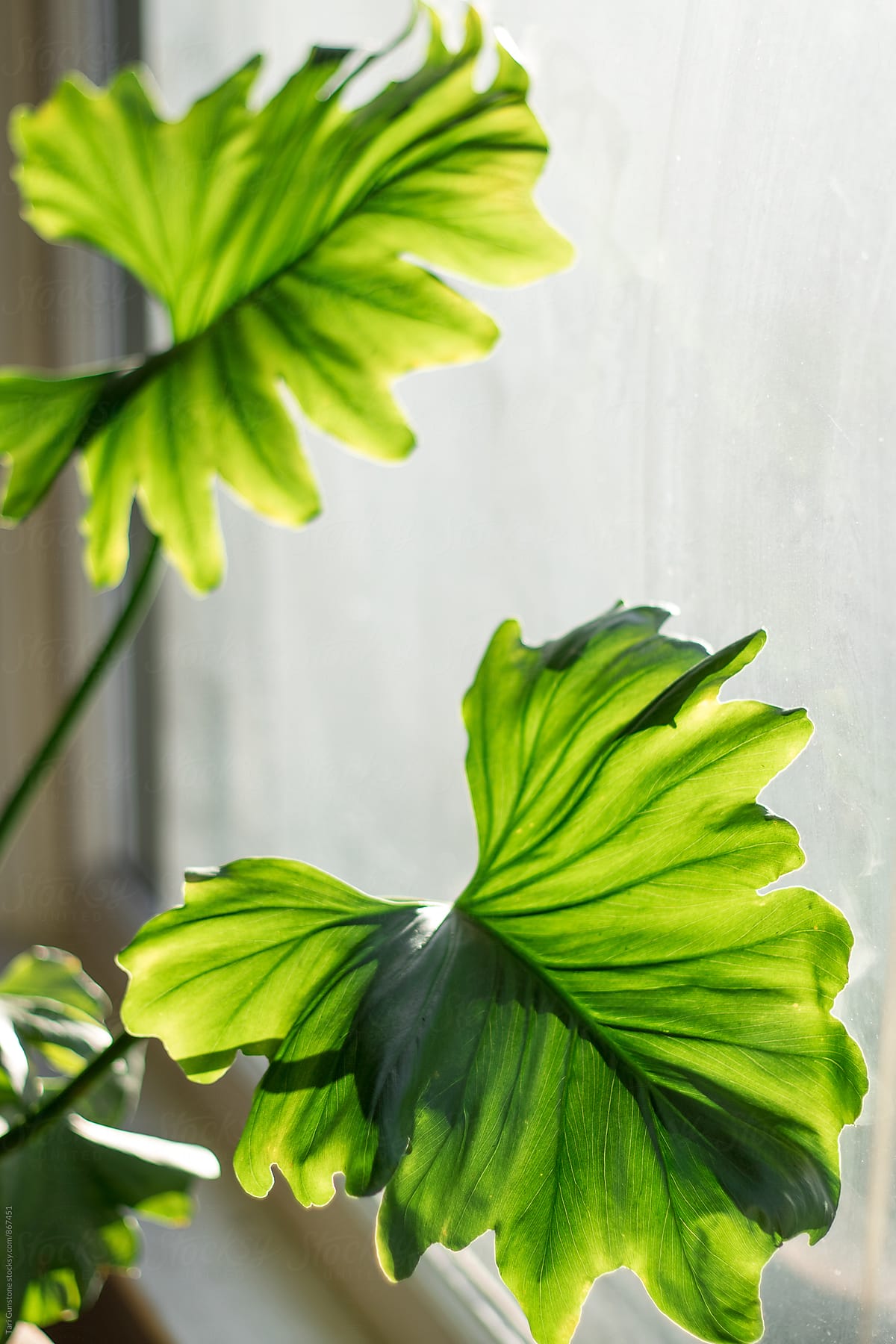 "Philodendron Leaves In Sunny Window" by Stocksy Contributor "Tari ...