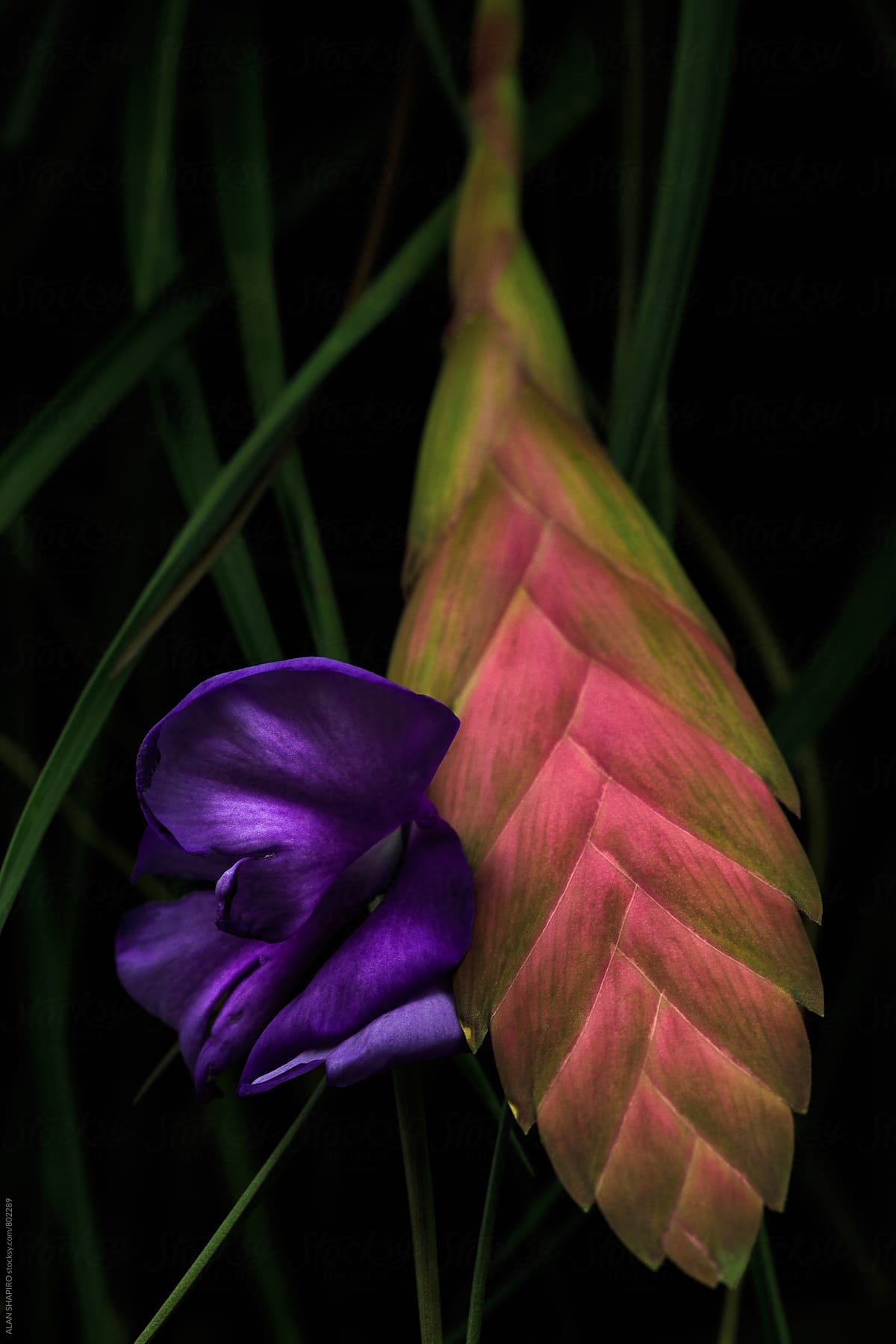 "Hawaiian Flower" by Stocksy Contributor "ALAN SHAPIRO" - Stocksy